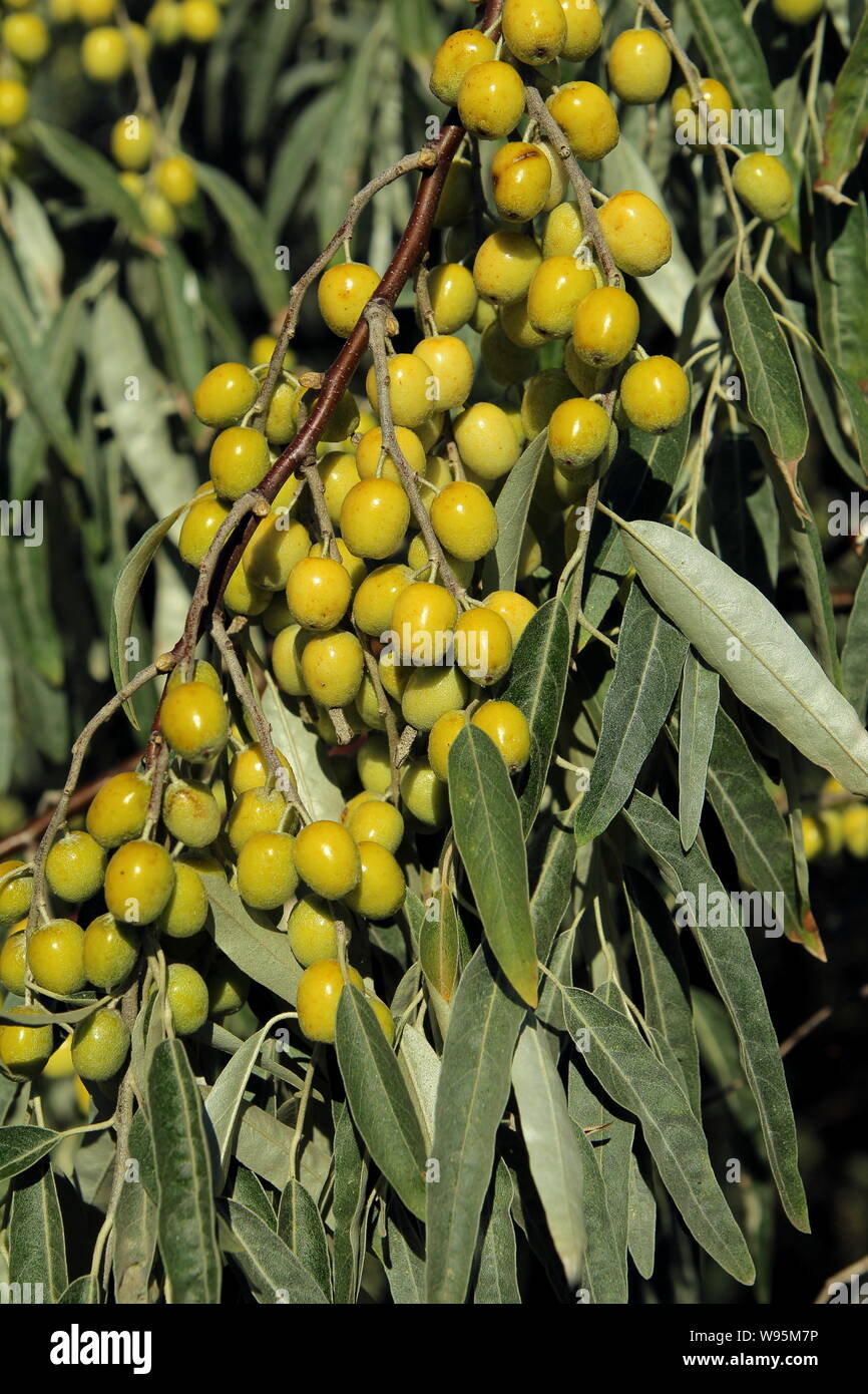 Olives hanging on the branch. Olive-tree. Olea Europaea Stock Photo - Alamy