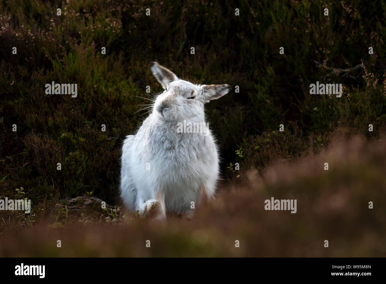 Mountain Hare (Lepus timidus) in winter in the Scottish Highlands Stock ...