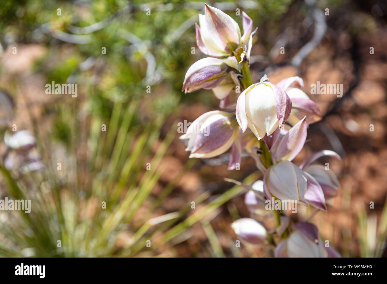 Blooming yucca closeup view, Arizona US. Canyon de Chelly. Desert plant ...