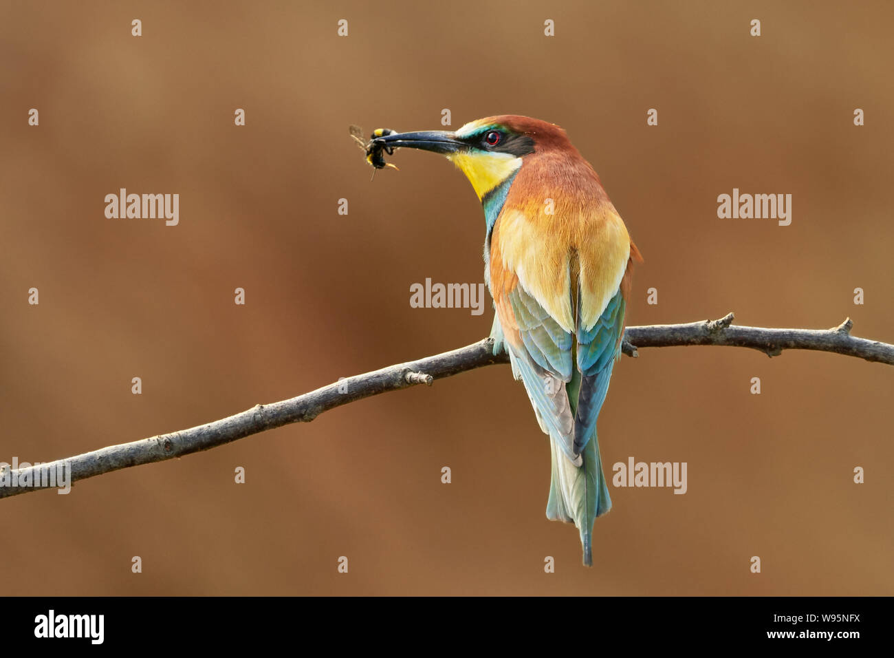 Bird catching insect hi-res stock photography and images - Alamy