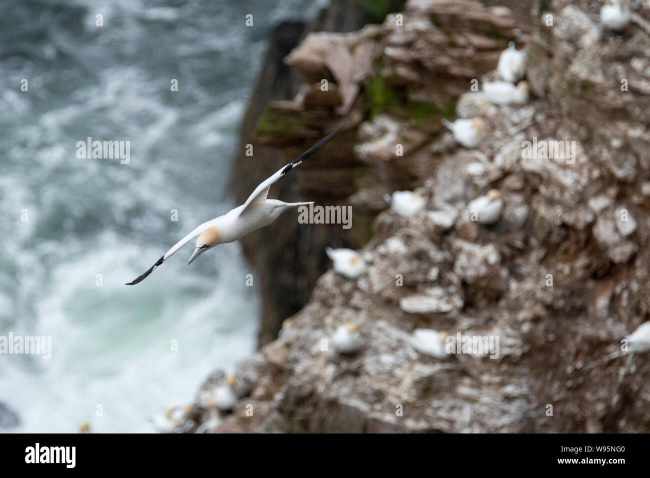 Troup head cliffs hi-res stock photography and images - Alamy