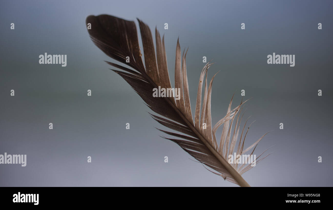 Beautiful Feather of a seagull isolated at the beach Stock Photo - Alamy