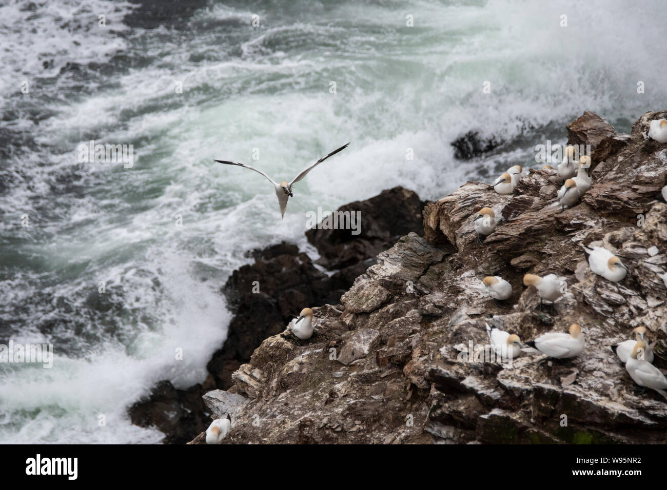 Troup Head Scotland High Resolution Stock Photography and Images - Alamy