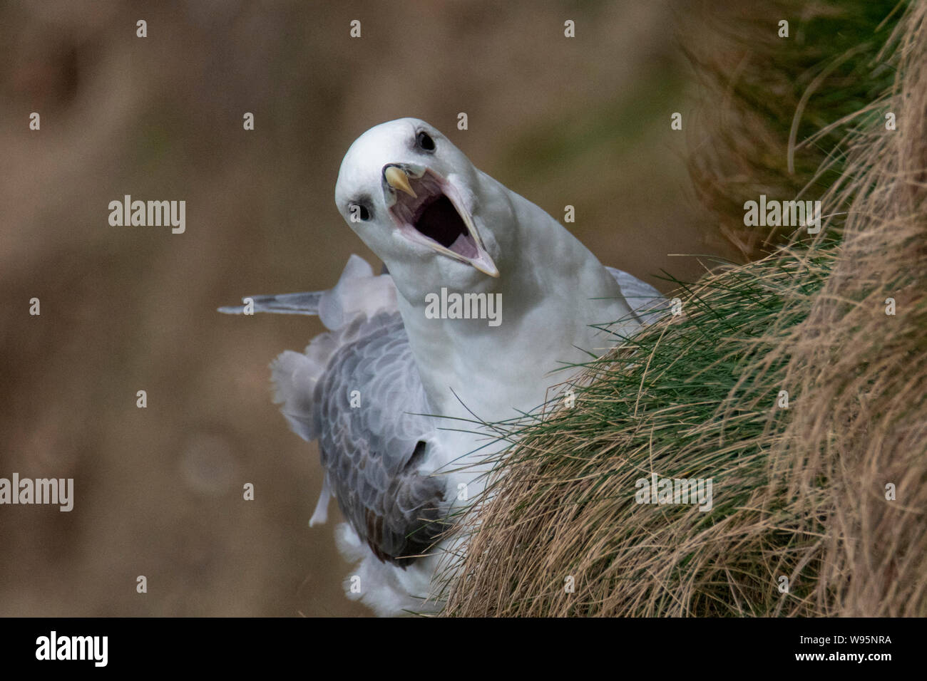 Grassy birds nest hi-res stock photography and images - Alamy