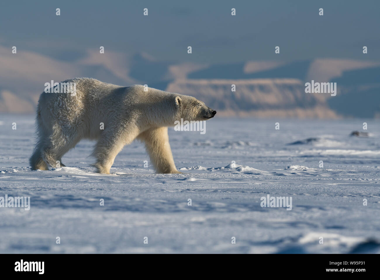 The Arctic's King Walk Stock Photo - Alamy