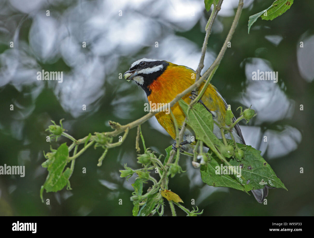 Jamaican Spindalis (Spindalis nigricephala) adult male perched on ...