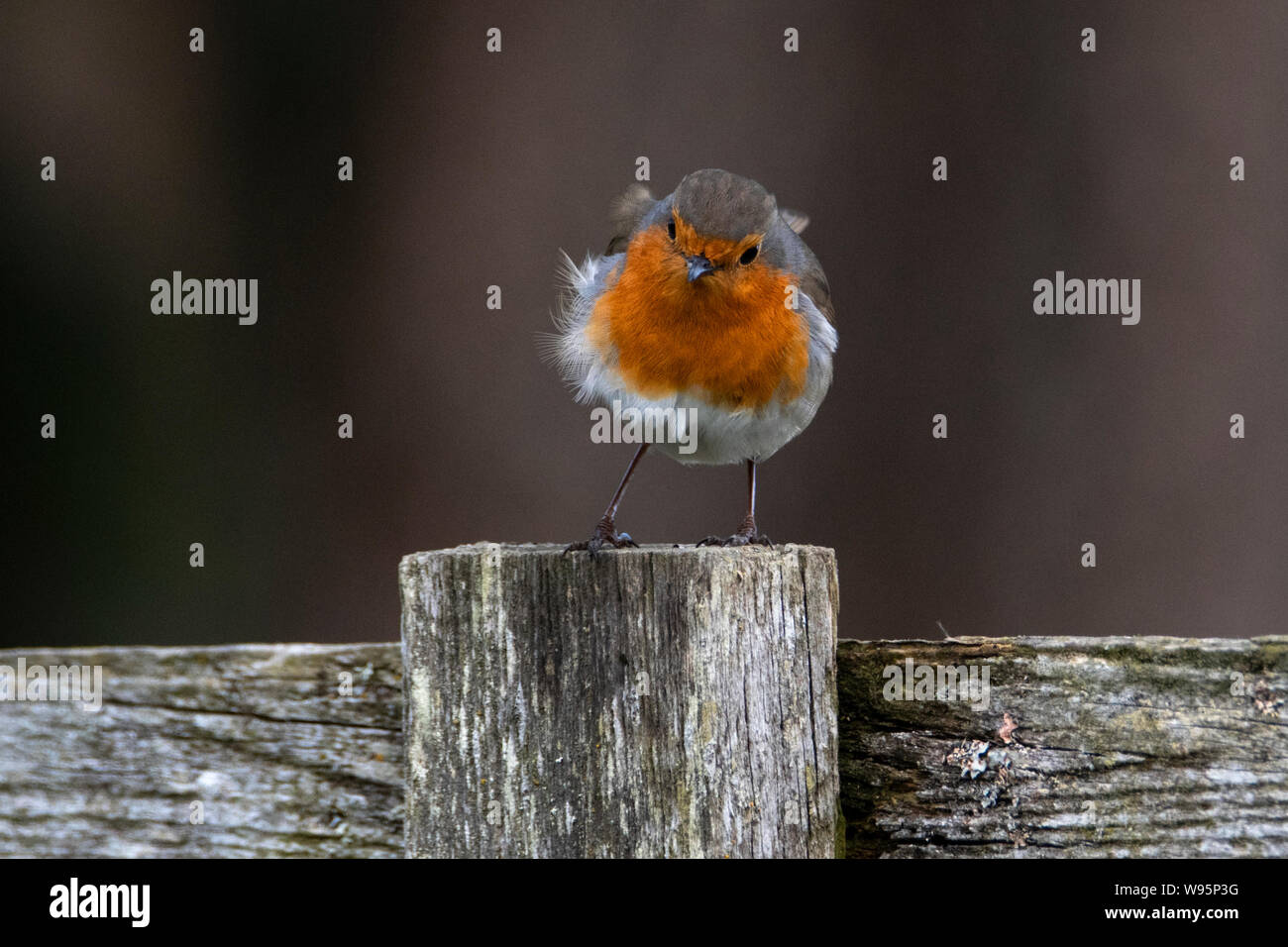 Windswept Robin (Erithacus rubecula) perched on fence facing forwards ...