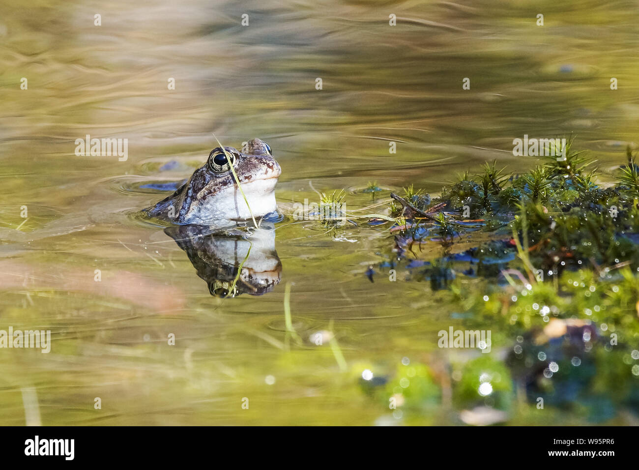 Rana temporaria italy hi-res stock photography and images - Alamy