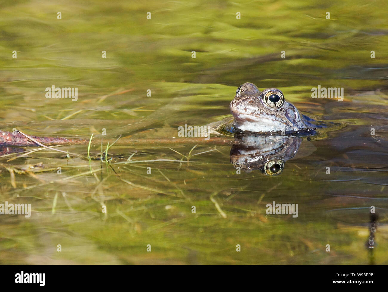 European common frog Stock Photo - Alamy