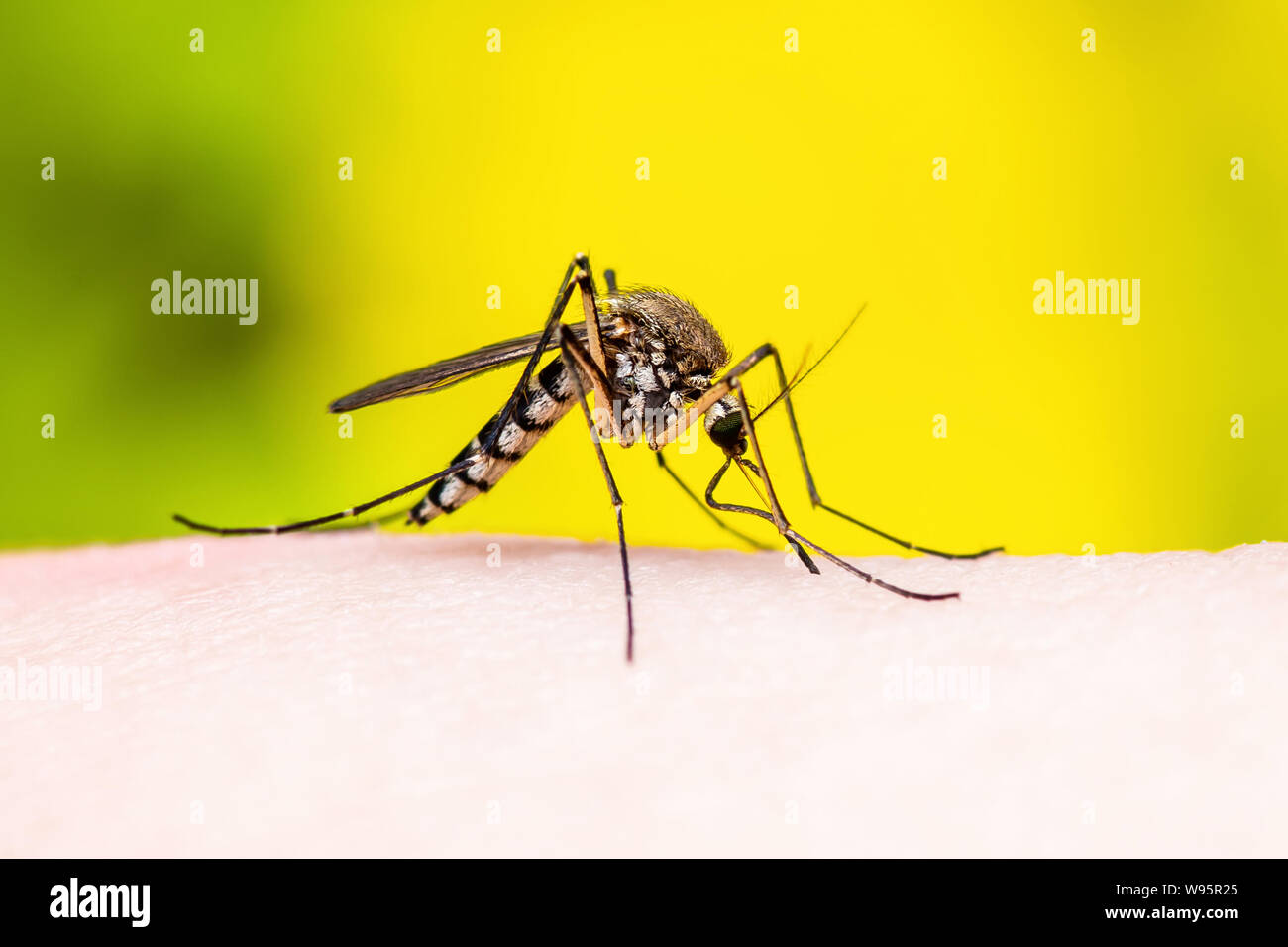 Yellow fever hi-res stock photography and images - Alamy