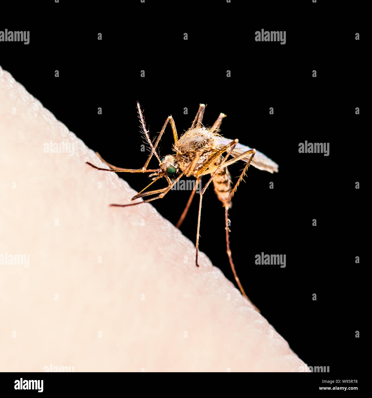 Yellow Fever, Malaria or Zika Virus Infected Mosquito Insect Bite ...