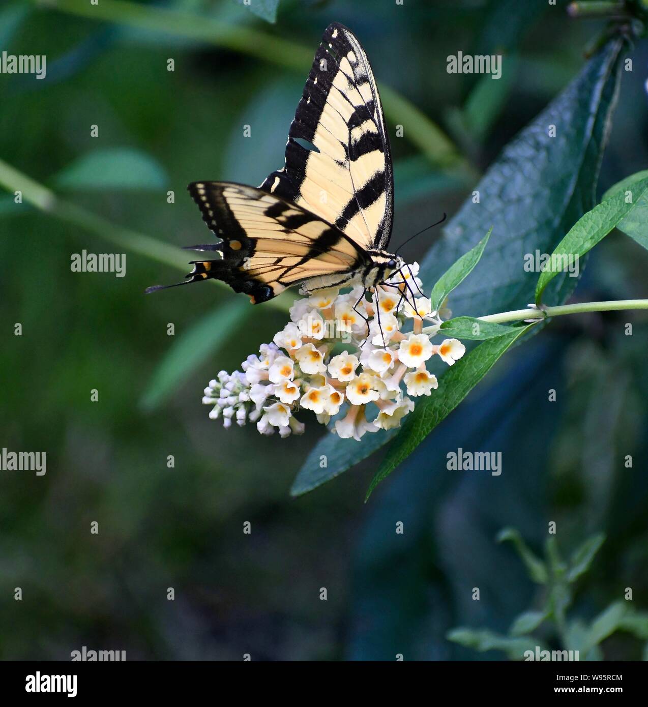 butterfly, yellow swallowtail butterfly Stock Photo - Alamy