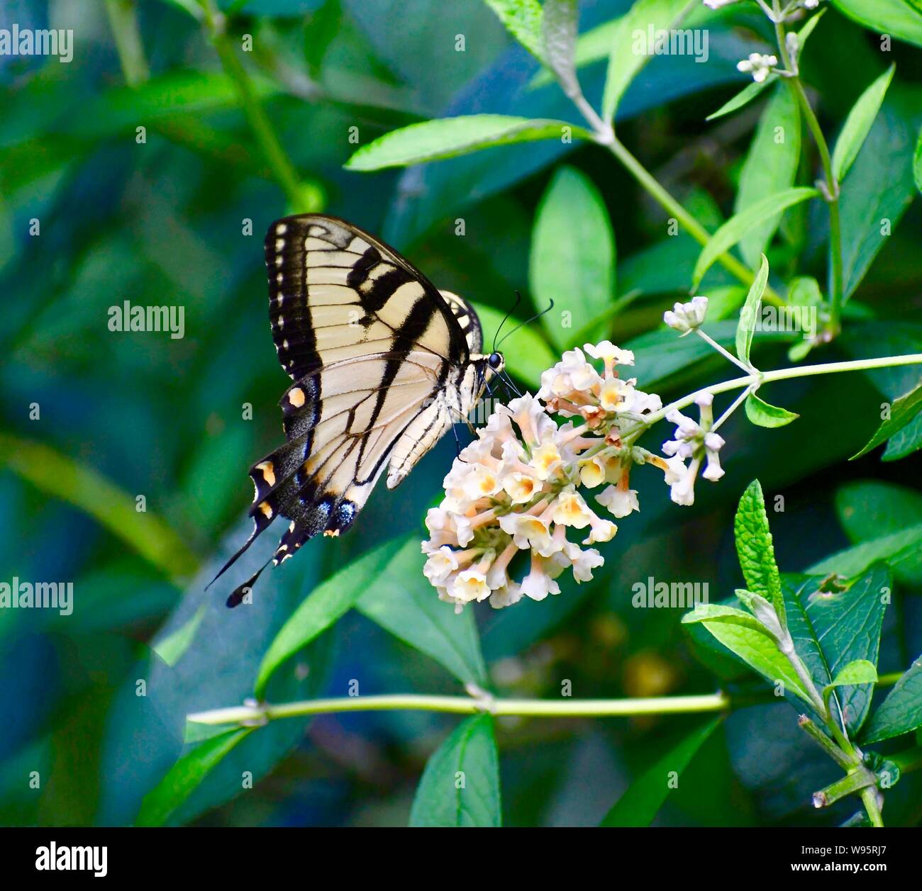 butterfly, yellow swallowtail butterfly Stock Photo - Alamy