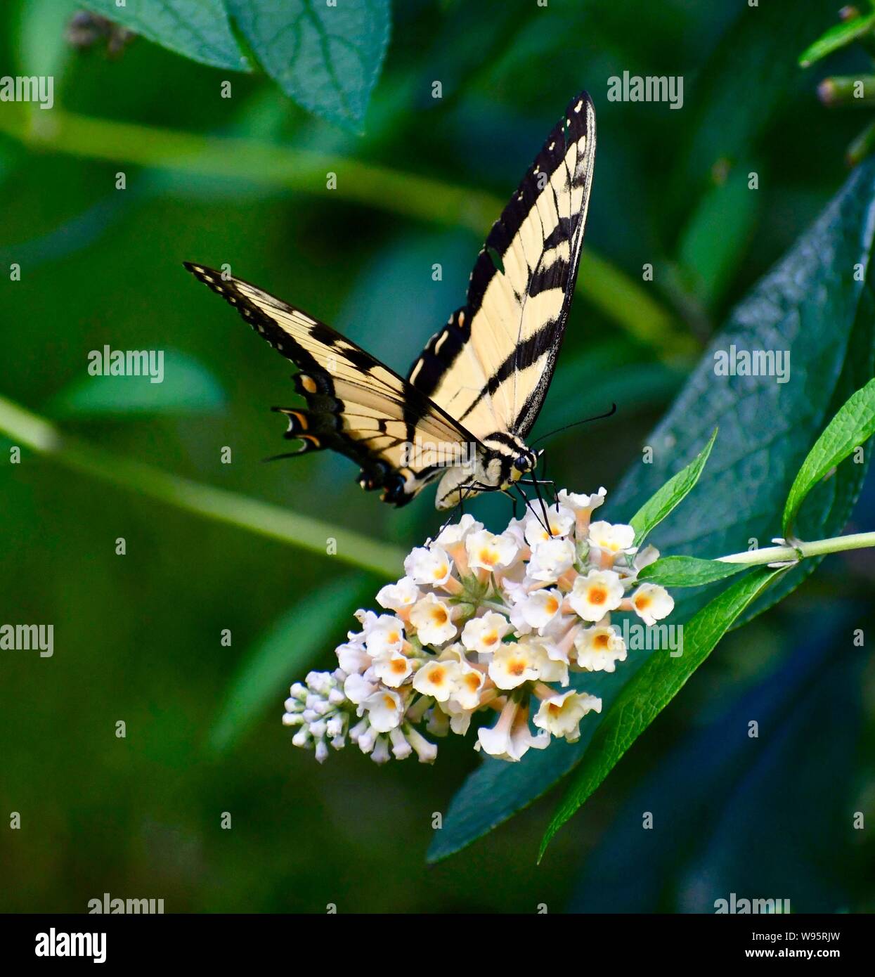 butterfly, yellow swallowtail butterfly Stock Photo - Alamy