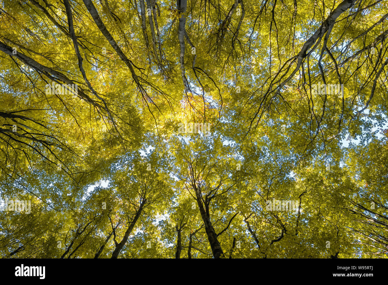 Looking up at trees hi-res stock photography and images - Alamy