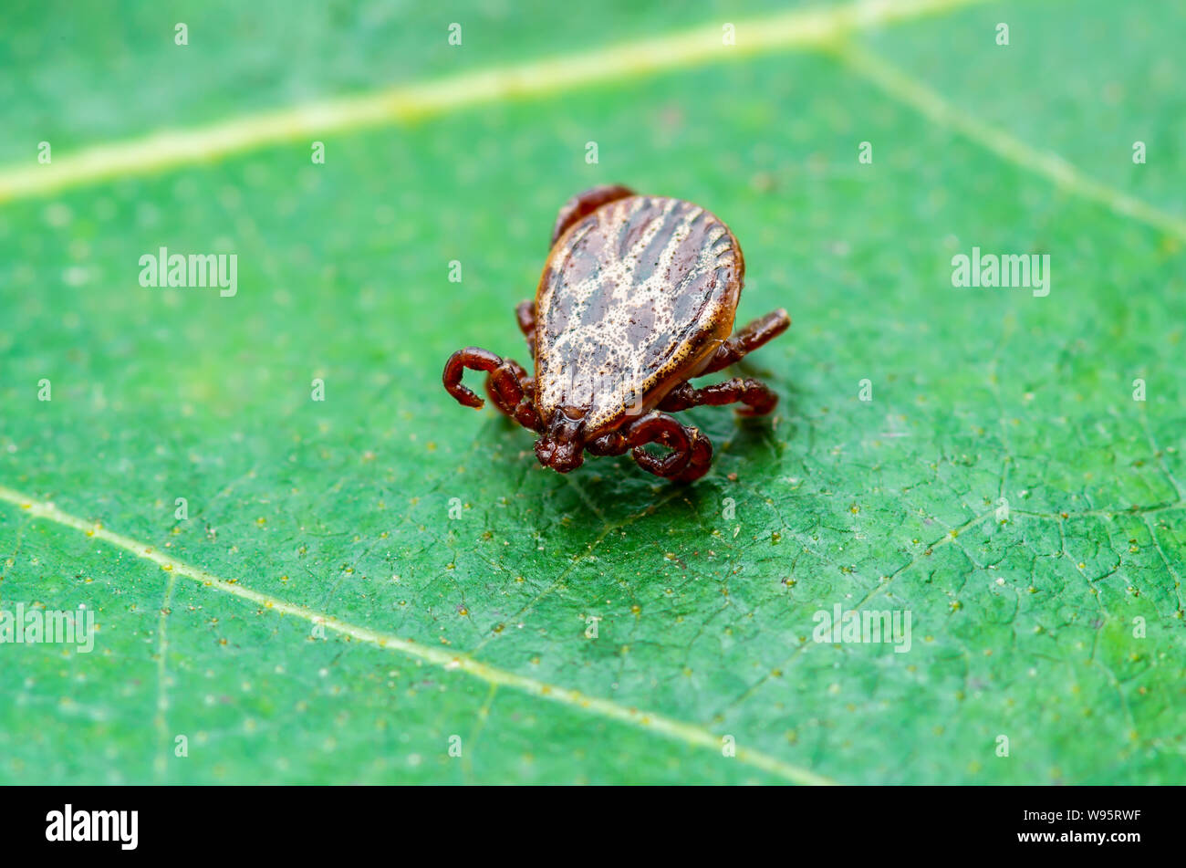 Encephalitis Virus or Lyme Borreliosis Disease or Monkey Fever ...