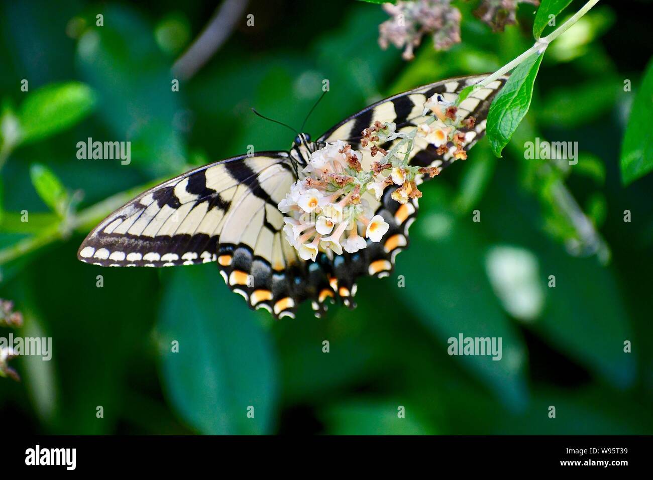 butterfly, yellow swallowtail butterfly Stock Photo - Alamy