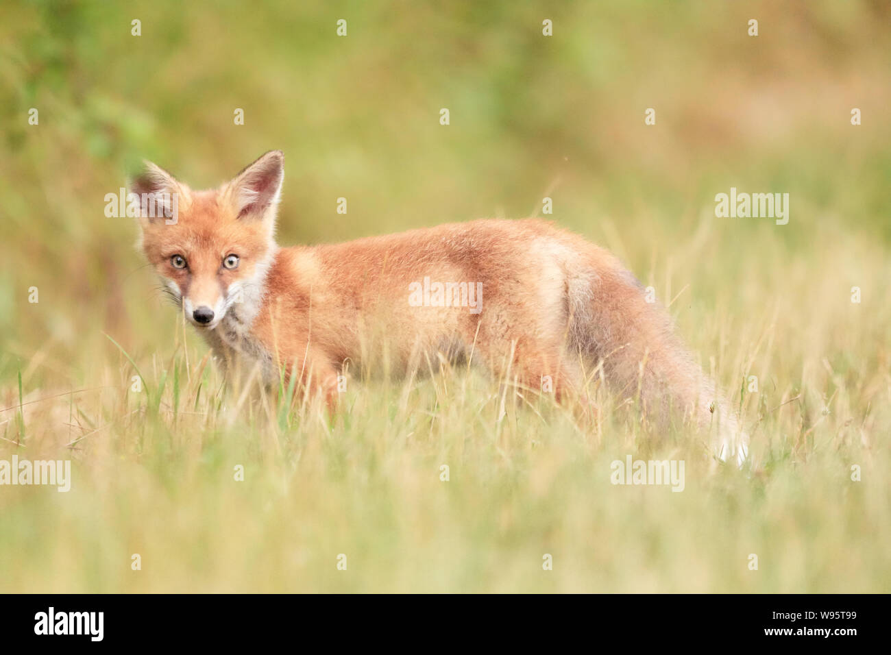 Fox standing hi-res stock photography and images - Alamy