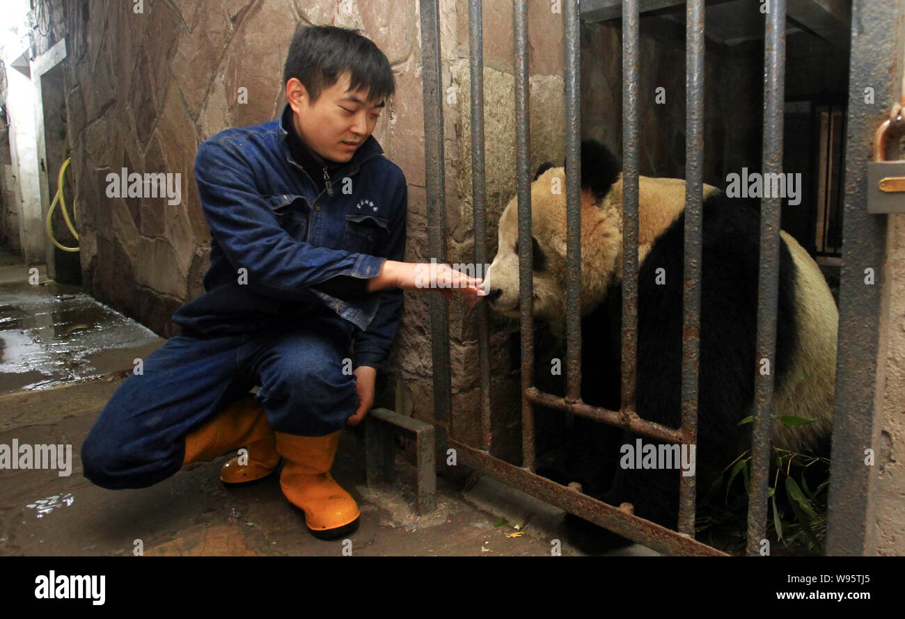 A Chinese staff member attends giant panda Er Shun at Chongqing Zoo in ...