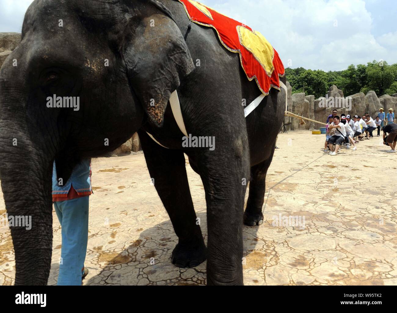 An elephant plays tug-of-war with 20 tourists during the Animal Olympic ...