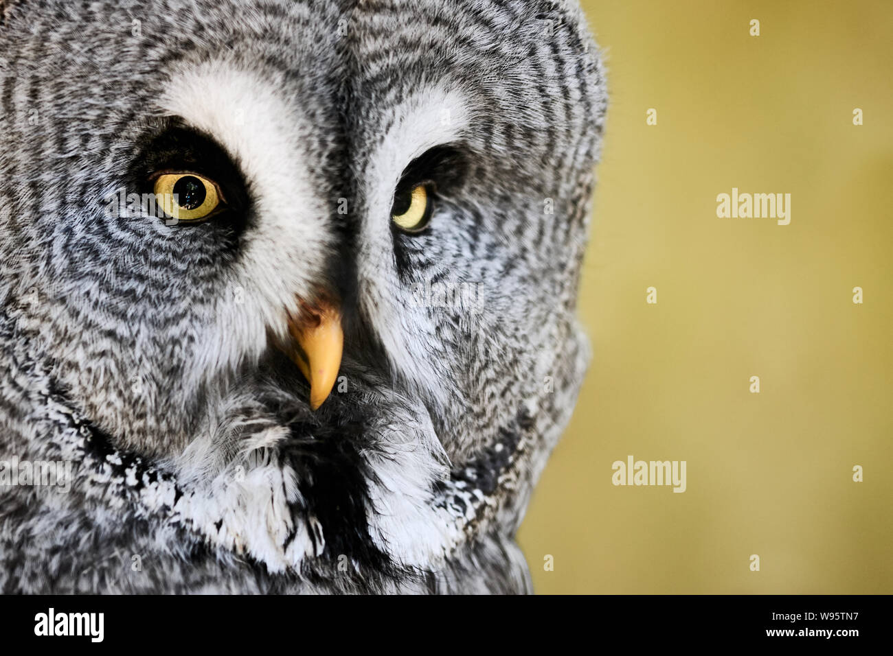 Side profile of a great grey owl isolated on green nature background ...