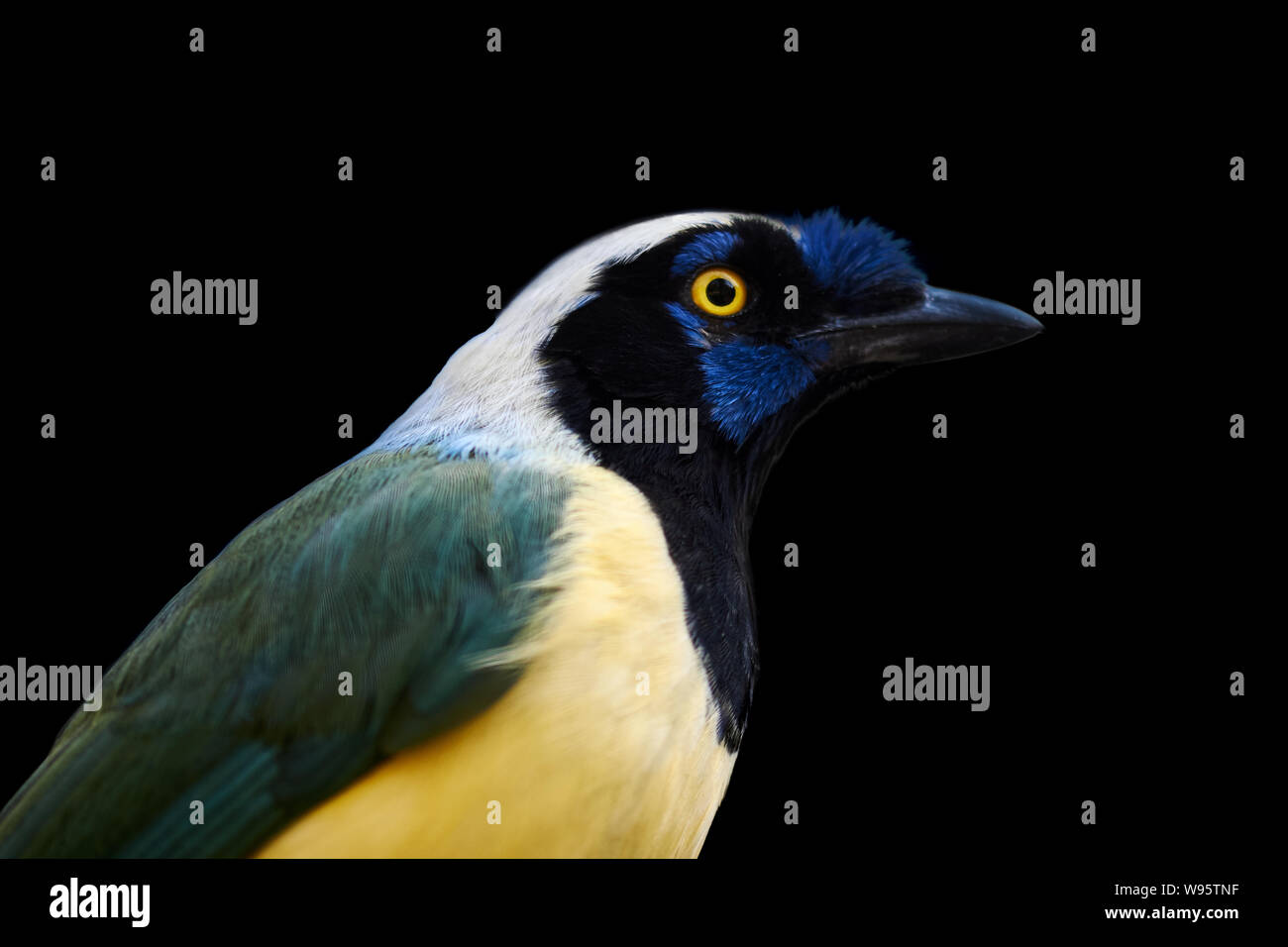 Inca Jay (Cyanocorax yncas) isolated on black background Stock Photo ...