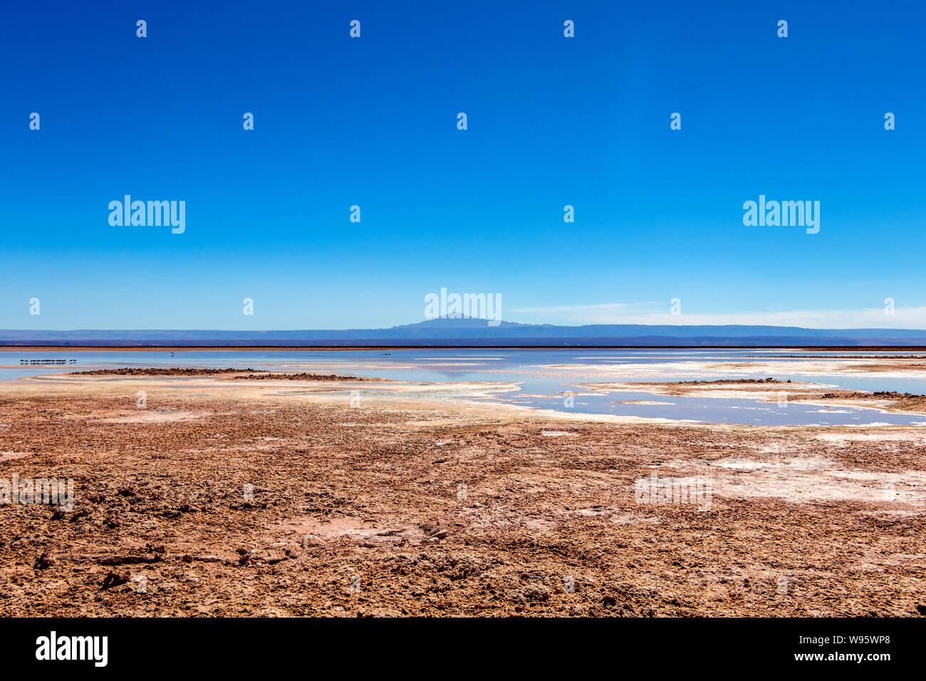 Chaxa Lake (Laguna Chaxa) with reflection of surroundings and blue sky ...