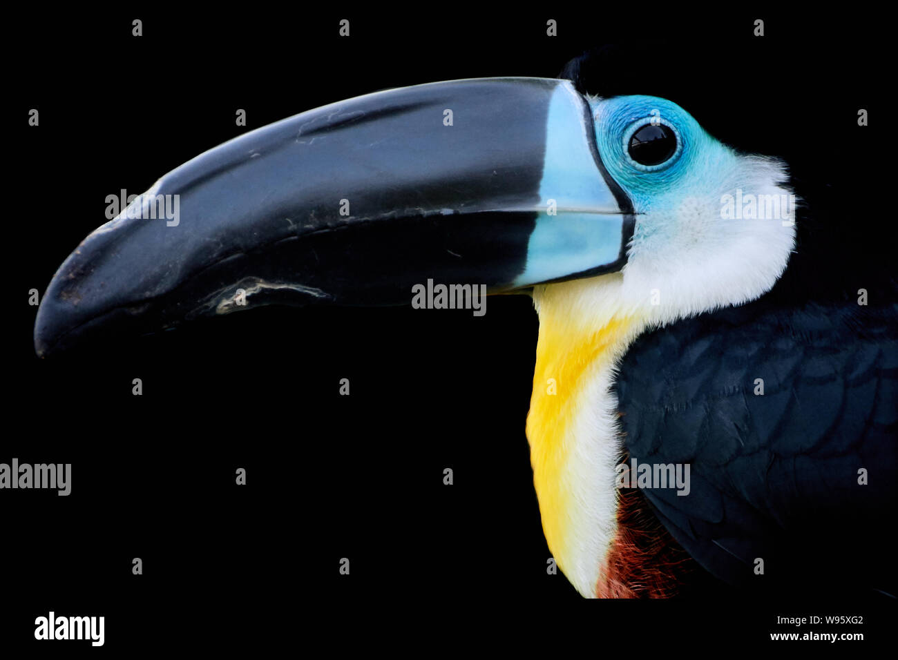 Side profile of a white throated toucan isolated on black background ...