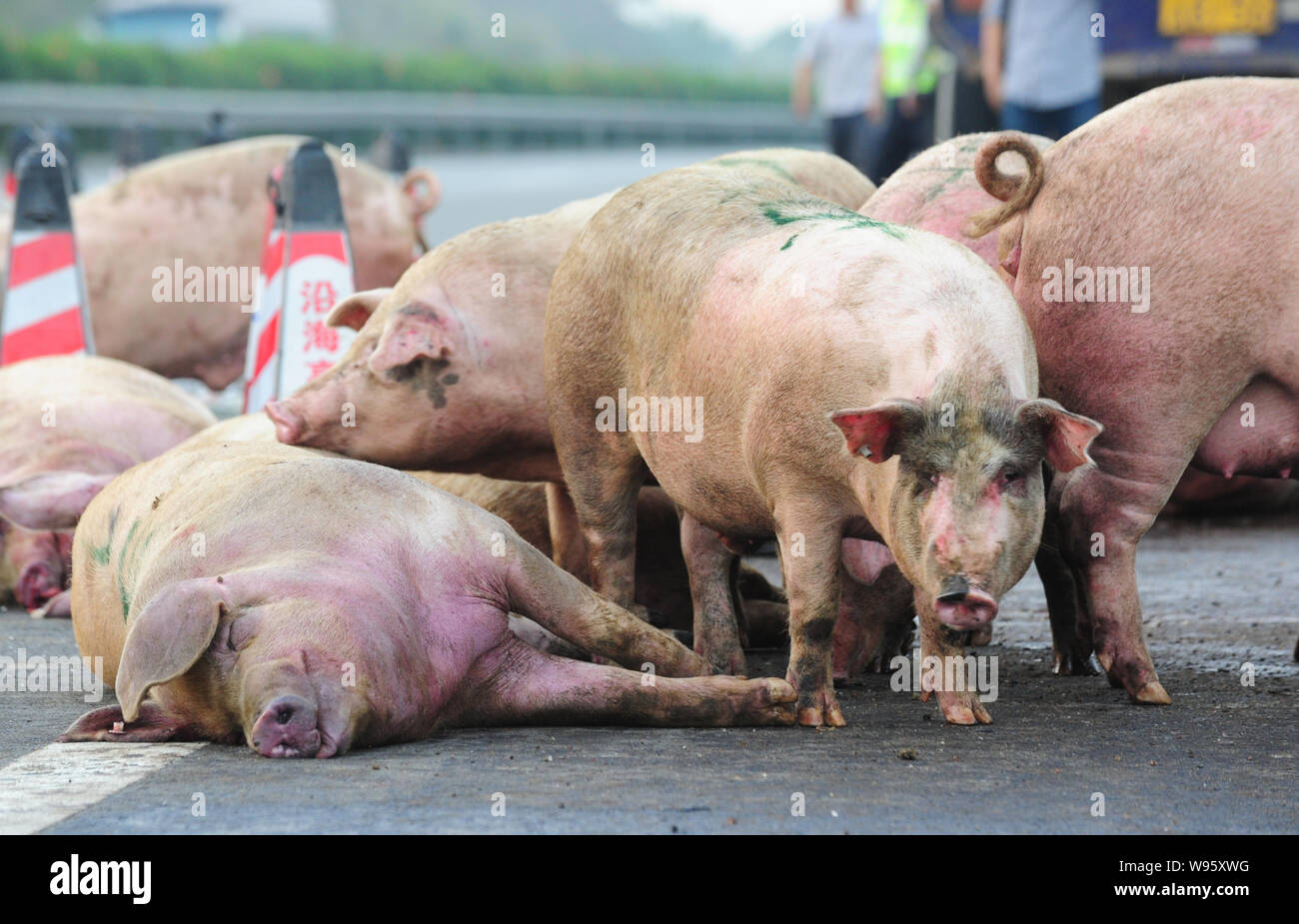 Escaped pig hi-res stock photography and images - Alamy