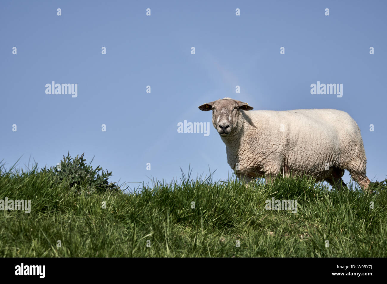 One sheep hi-res stock photography and images - Alamy