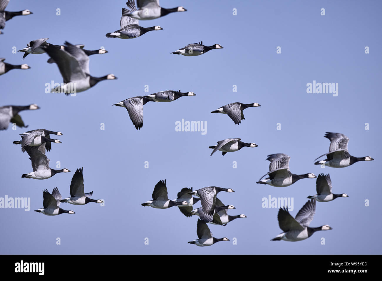 A flock of barnacle geese flying in the blue sky (Branta leucopsis ...