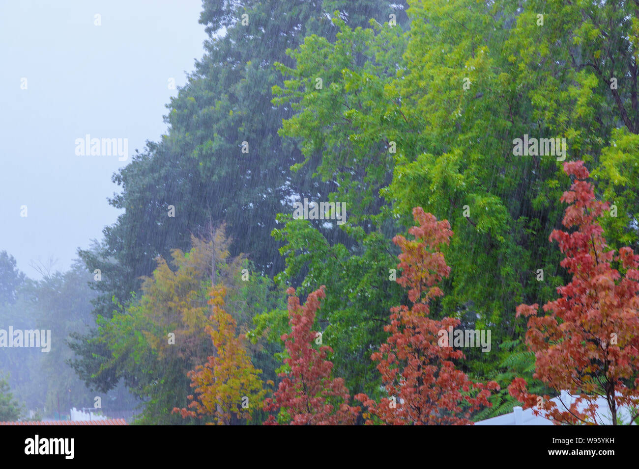 Heavy raining in the backyard against the tree Stock Photo - Alamy