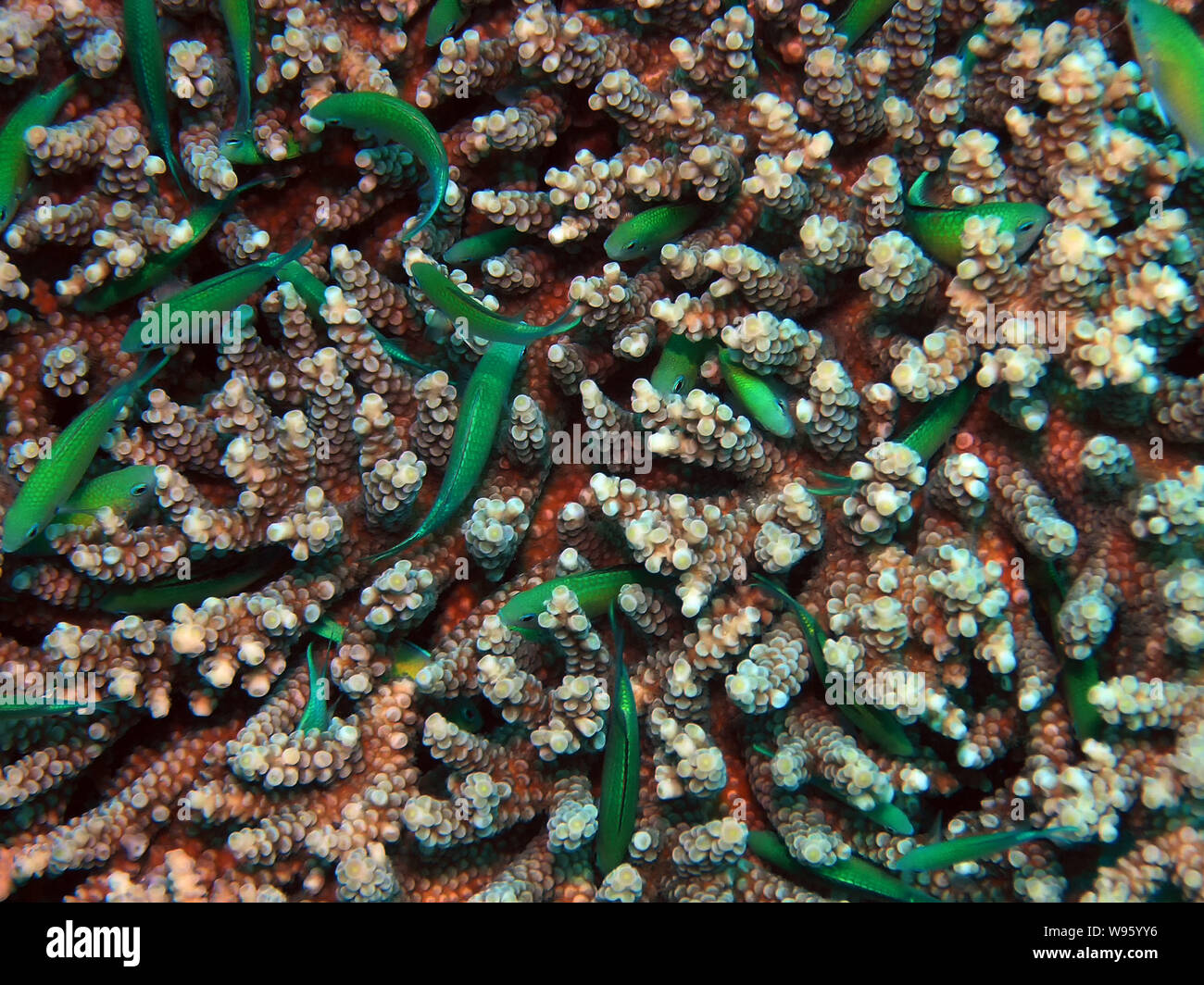 Blue Green Chromis (Chromis viridis Stock Photo - Alamy