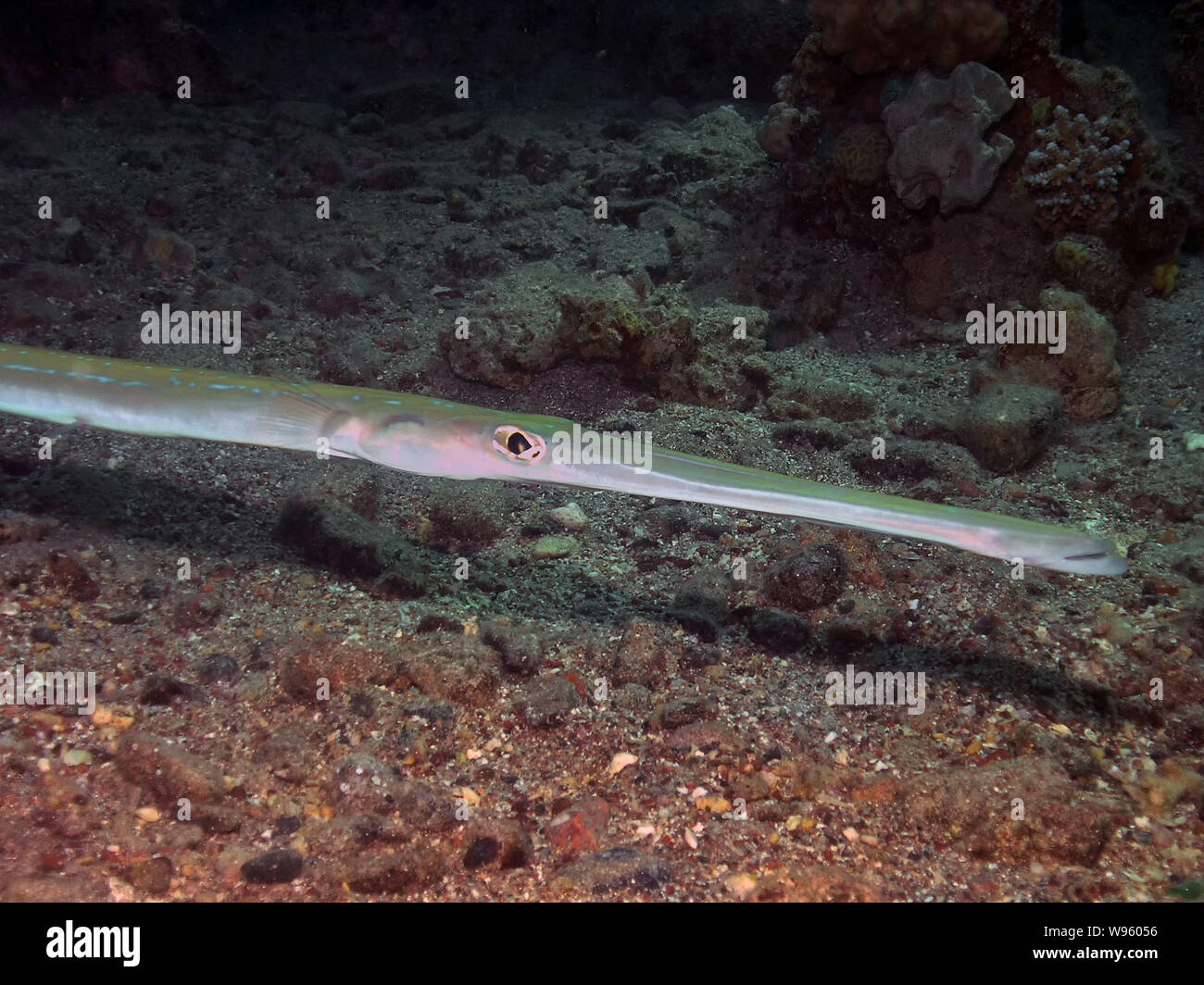 Bluespotted Cornetfish (Fistularia commersonii Stock Photo - Alamy