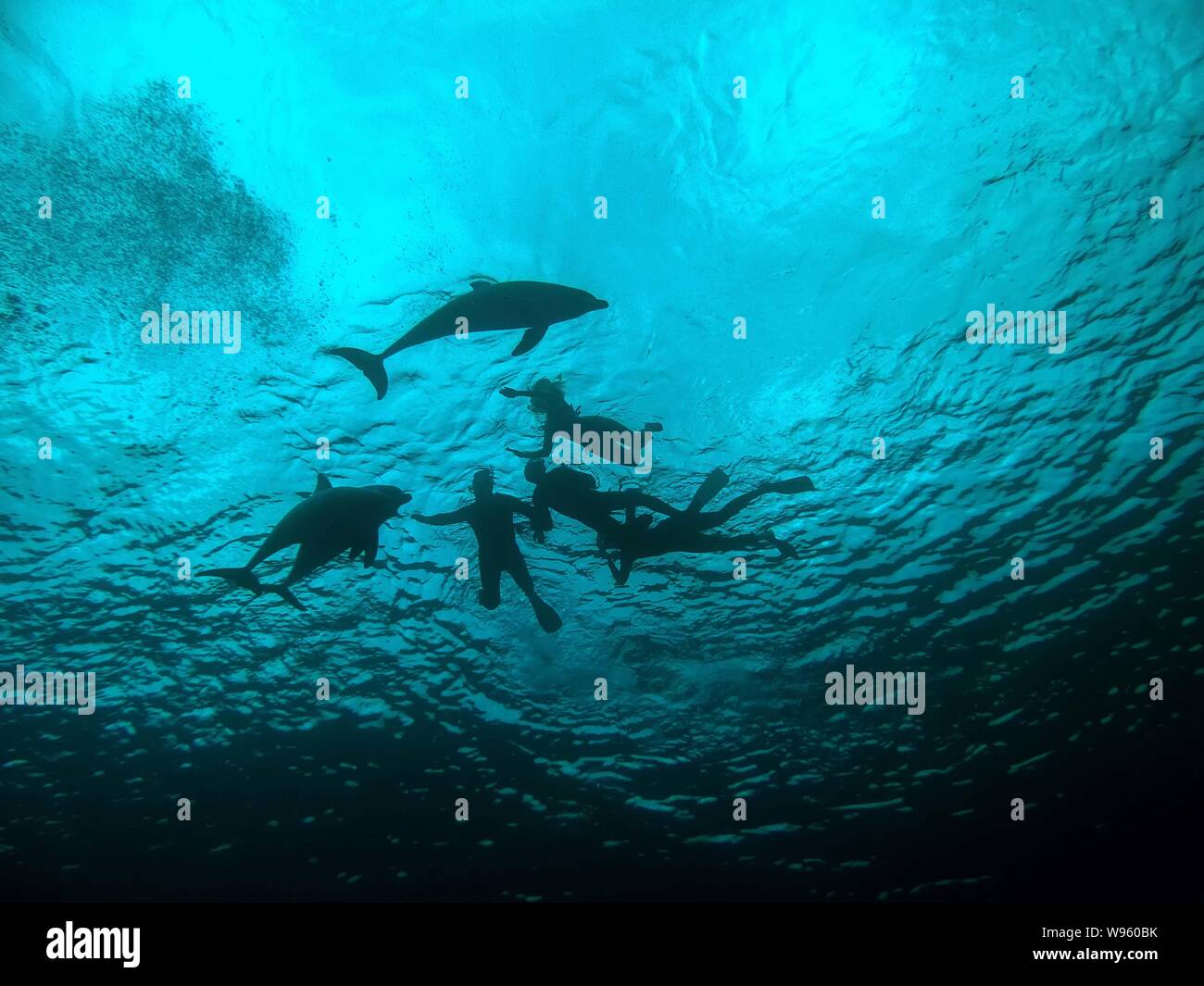 Common Bottlenose Dolphin (Tursiops truncatus Stock Photo - Alamy Common Bottlenose Dolphin (Tursiops truncatus Stock Photo - Alamy