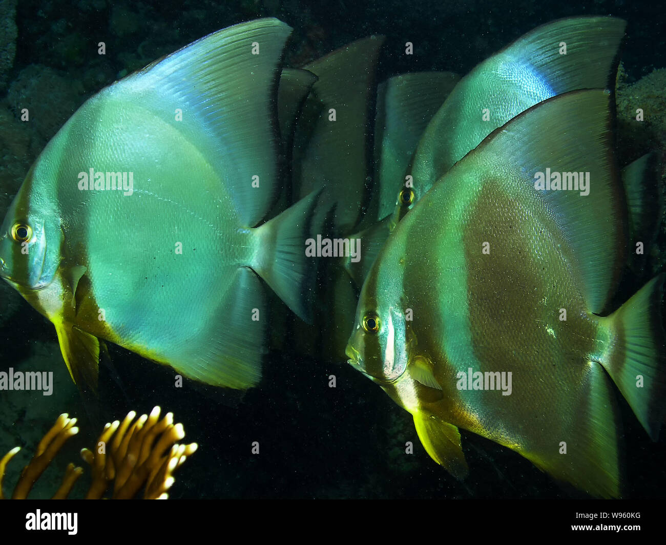 Circular spadefish platax orbicularis hi-res stock photography and ...