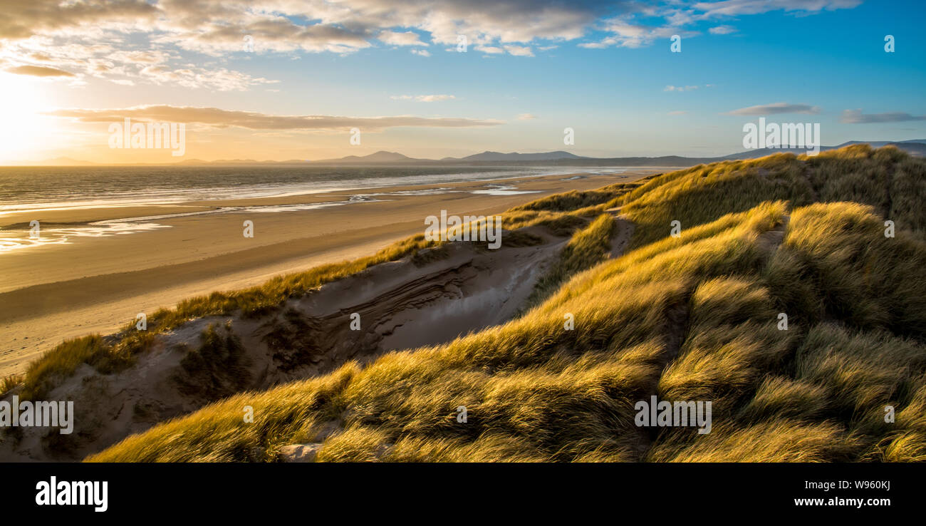 Yellow grass on the sand dunes of Harlech Beach being illuminated by ...