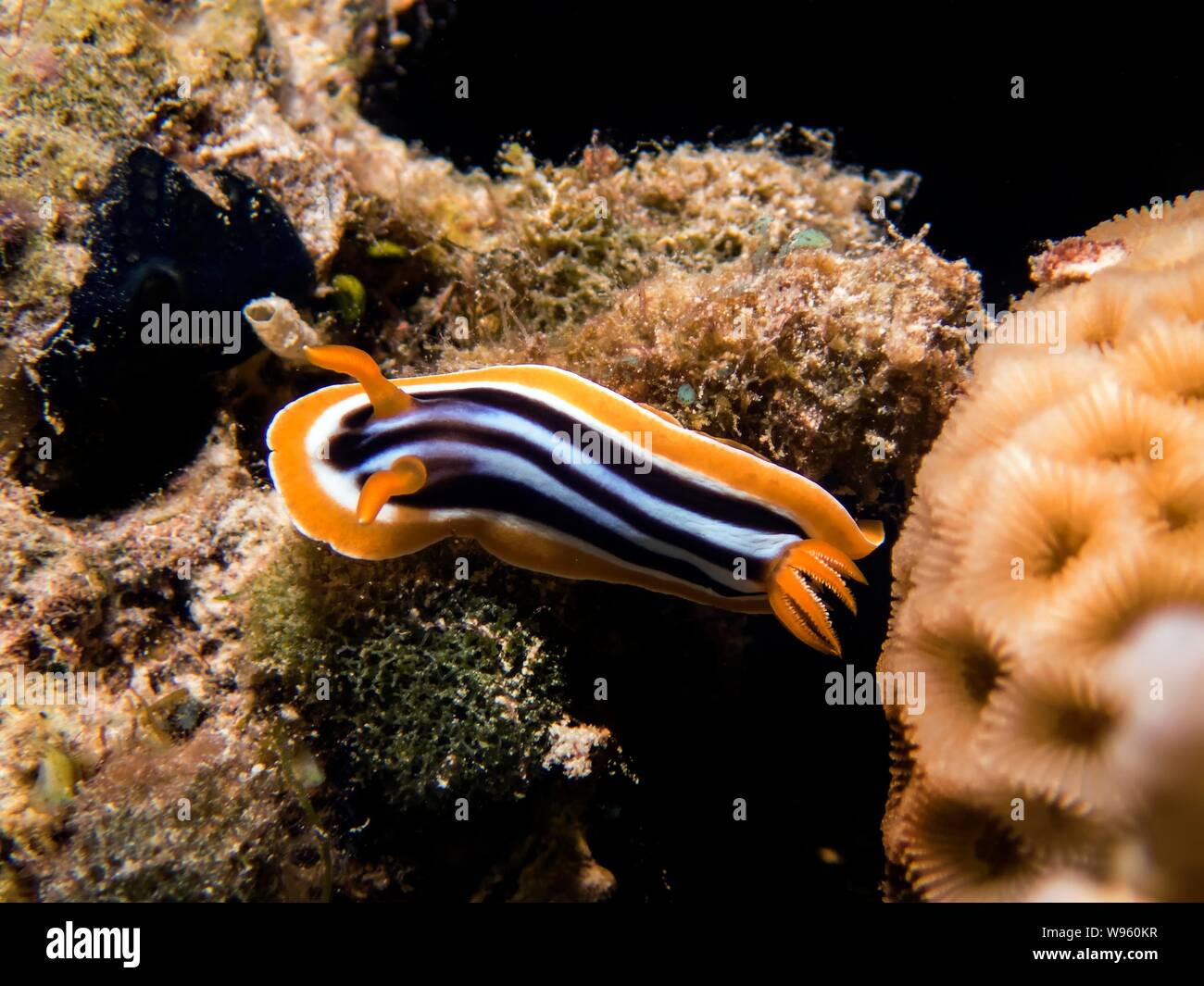 Red sea slug nudibranch seaslug hi-res stock photography and images - Alamy
