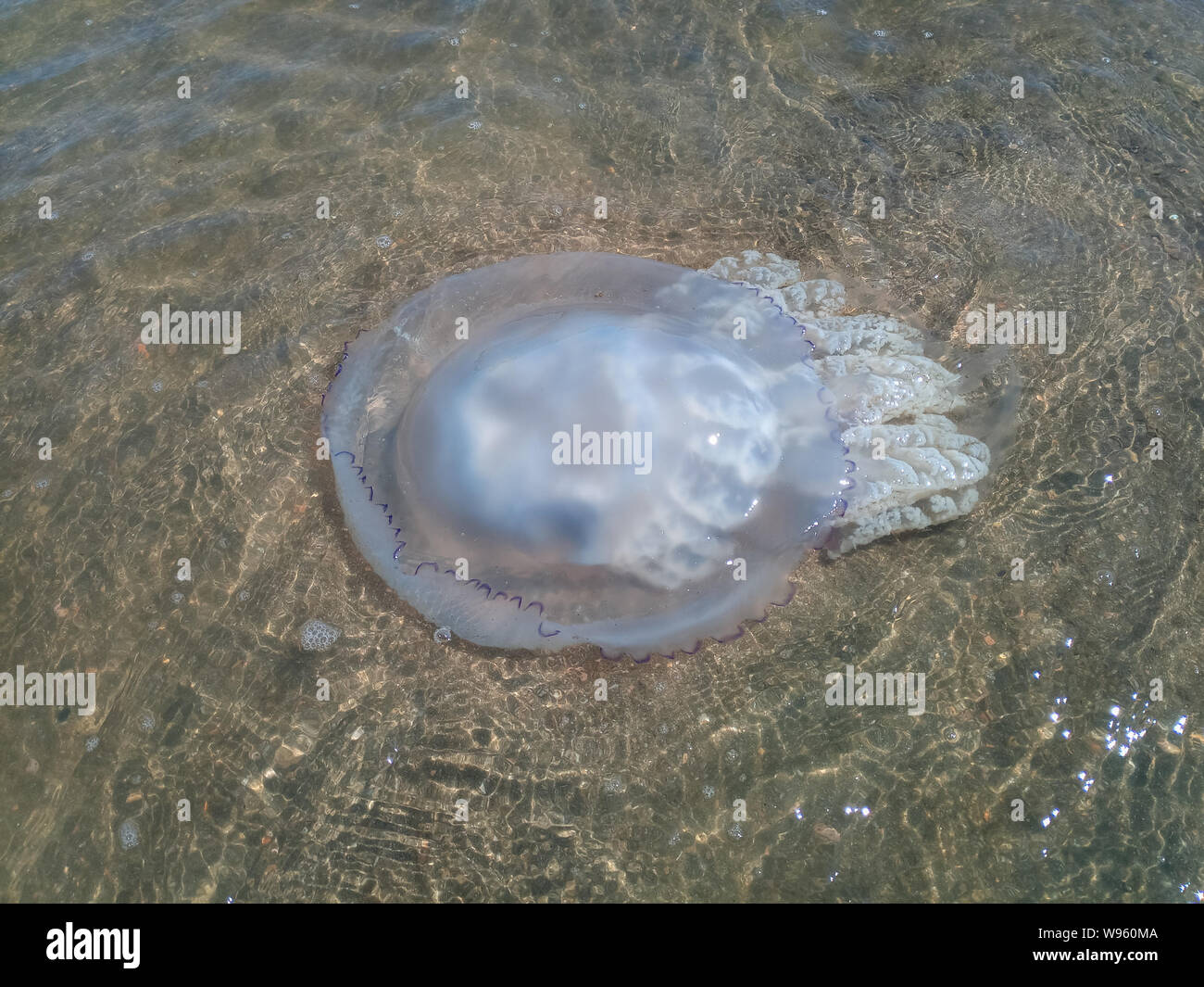 Dead jellyfish in the shallow waters of the seashore. Jellyfish ...