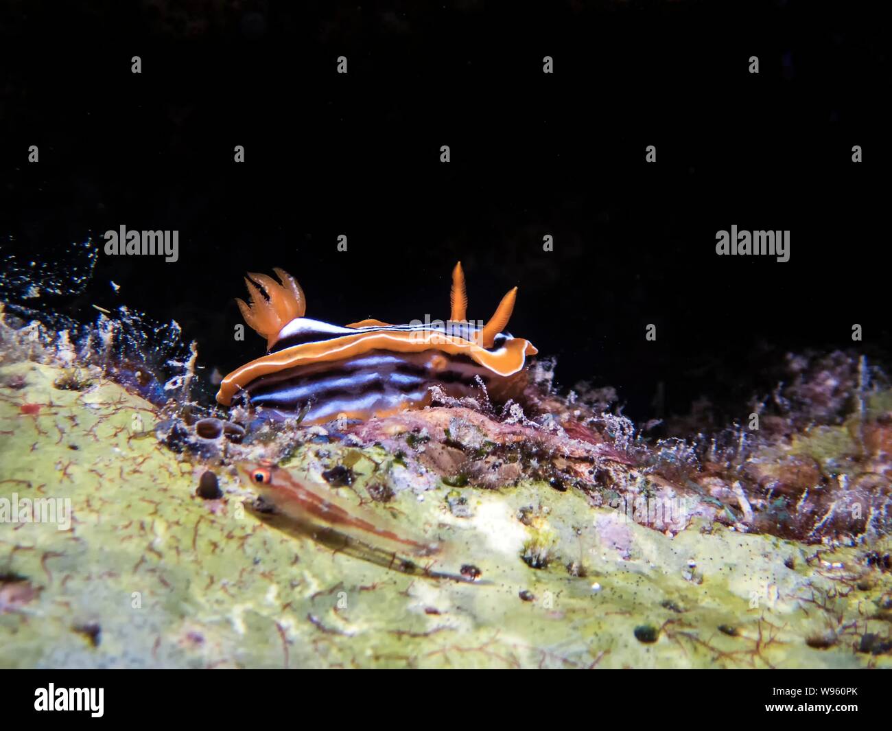 A Pyjama Nudibranch (Chromodoris Quadcolour) in the Red Sea Stock Photo ...