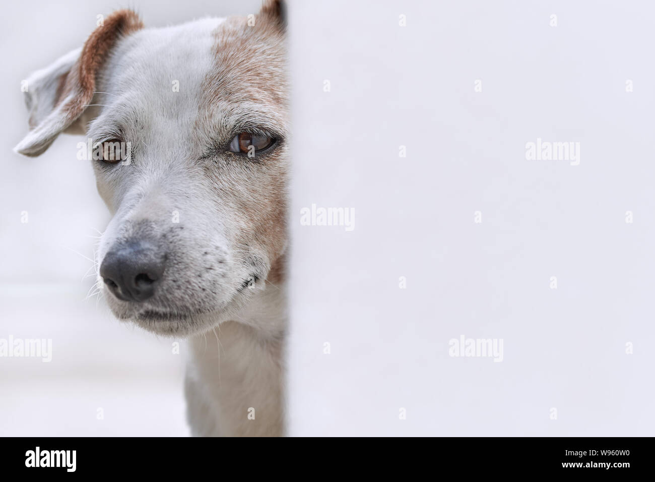 Hiding behind wall hi-res stock photography and images - Alamy