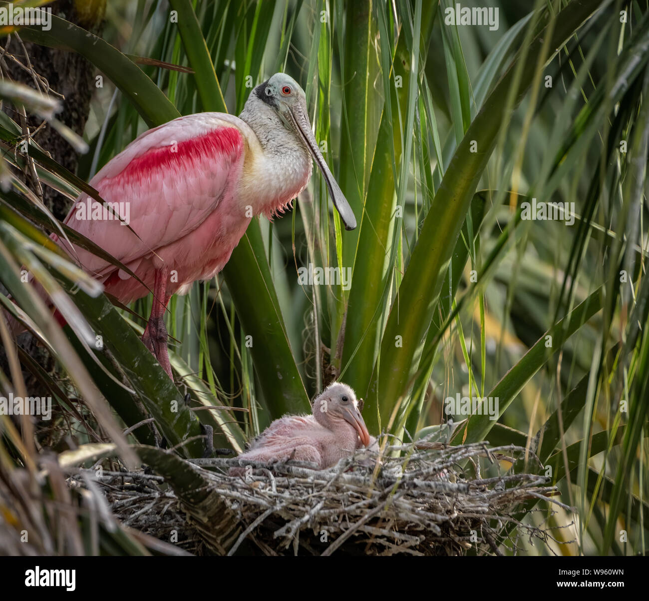 Roseate Spoonbill in Florida Stock Photo - Alamy