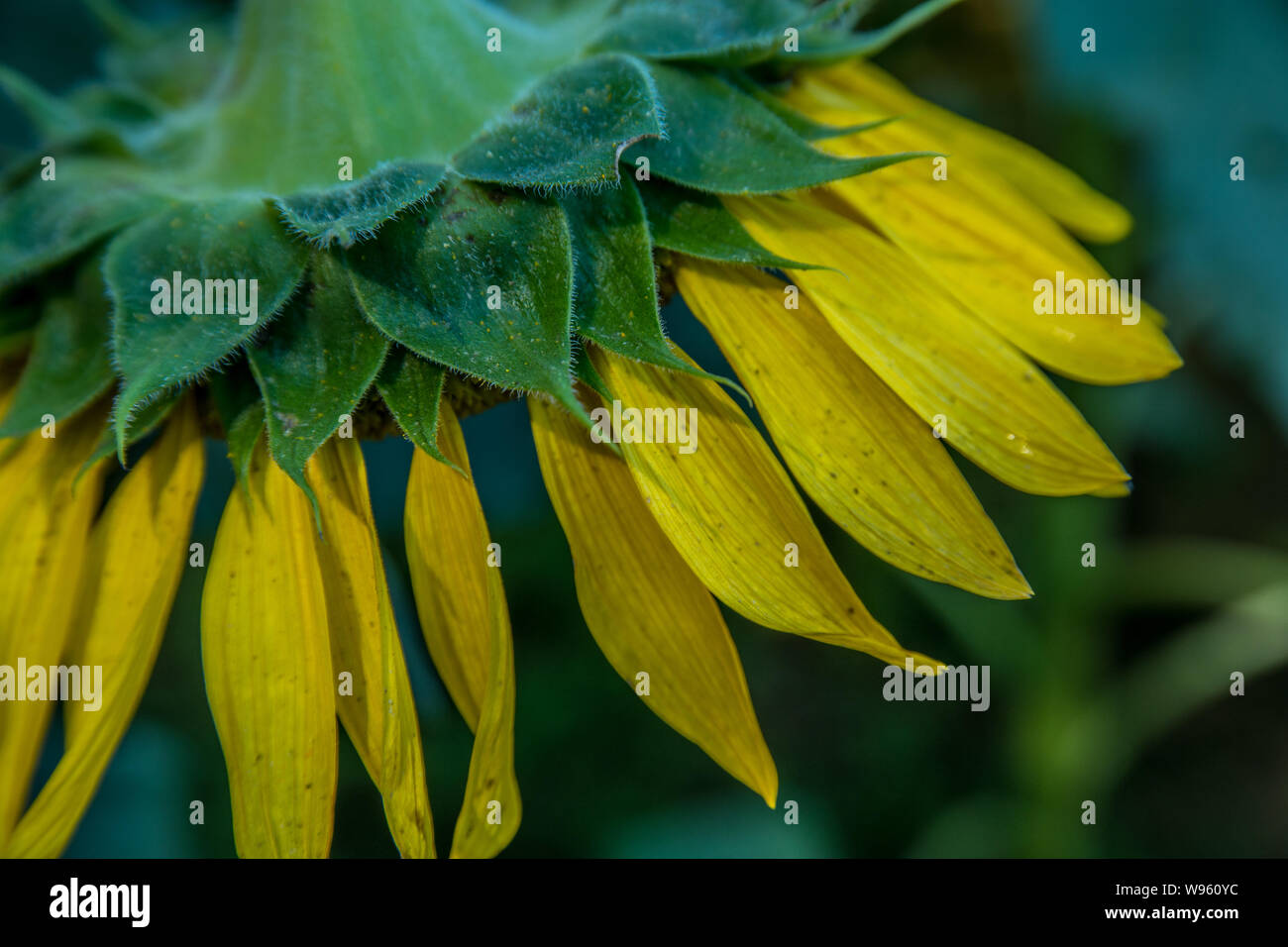 Sunflower in a sunflower field hi-res stock photography and images - Alamy