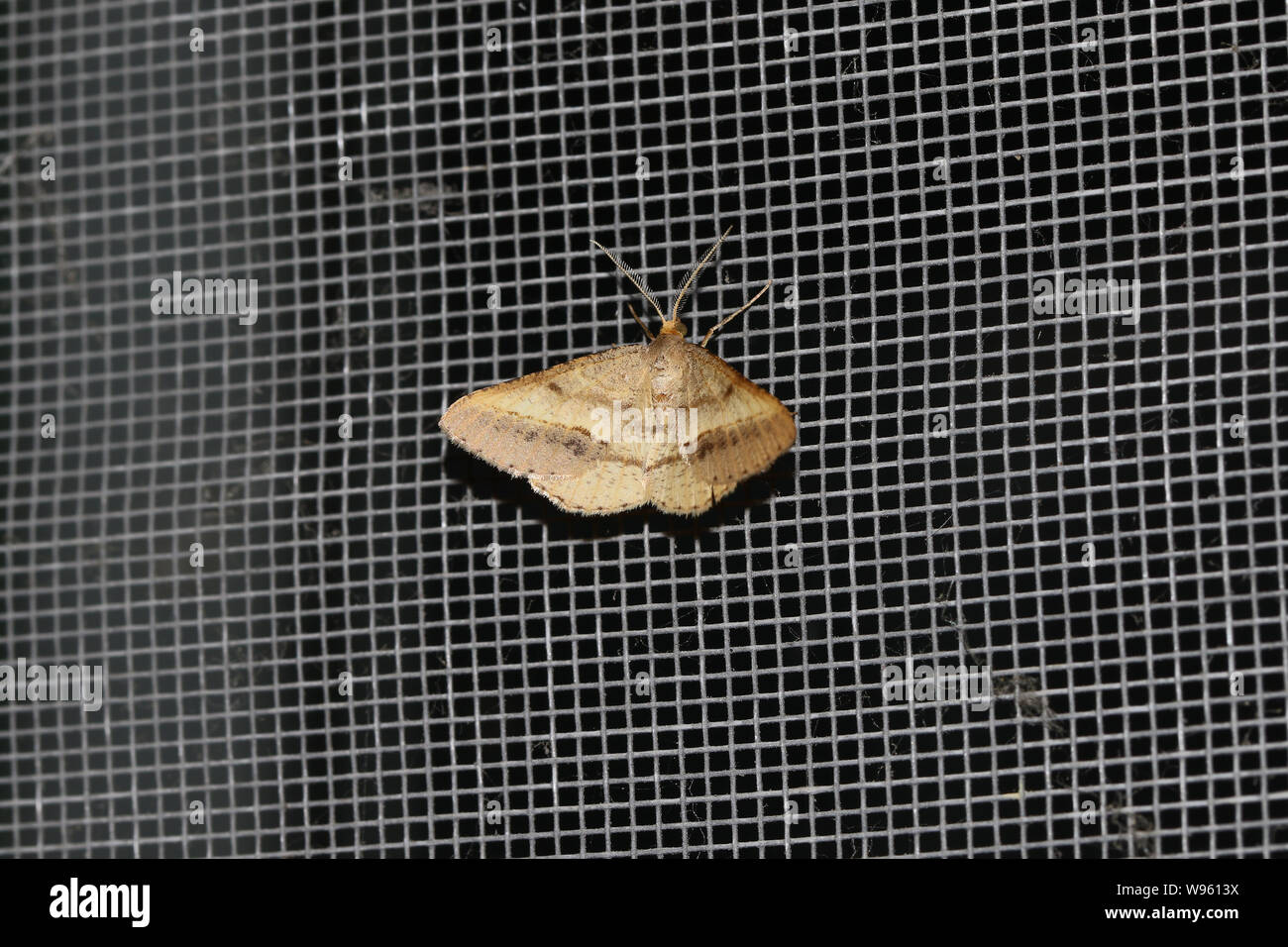 yellow belle moth Latin aspitates (napuca) ochrearia in the Geometridae ...