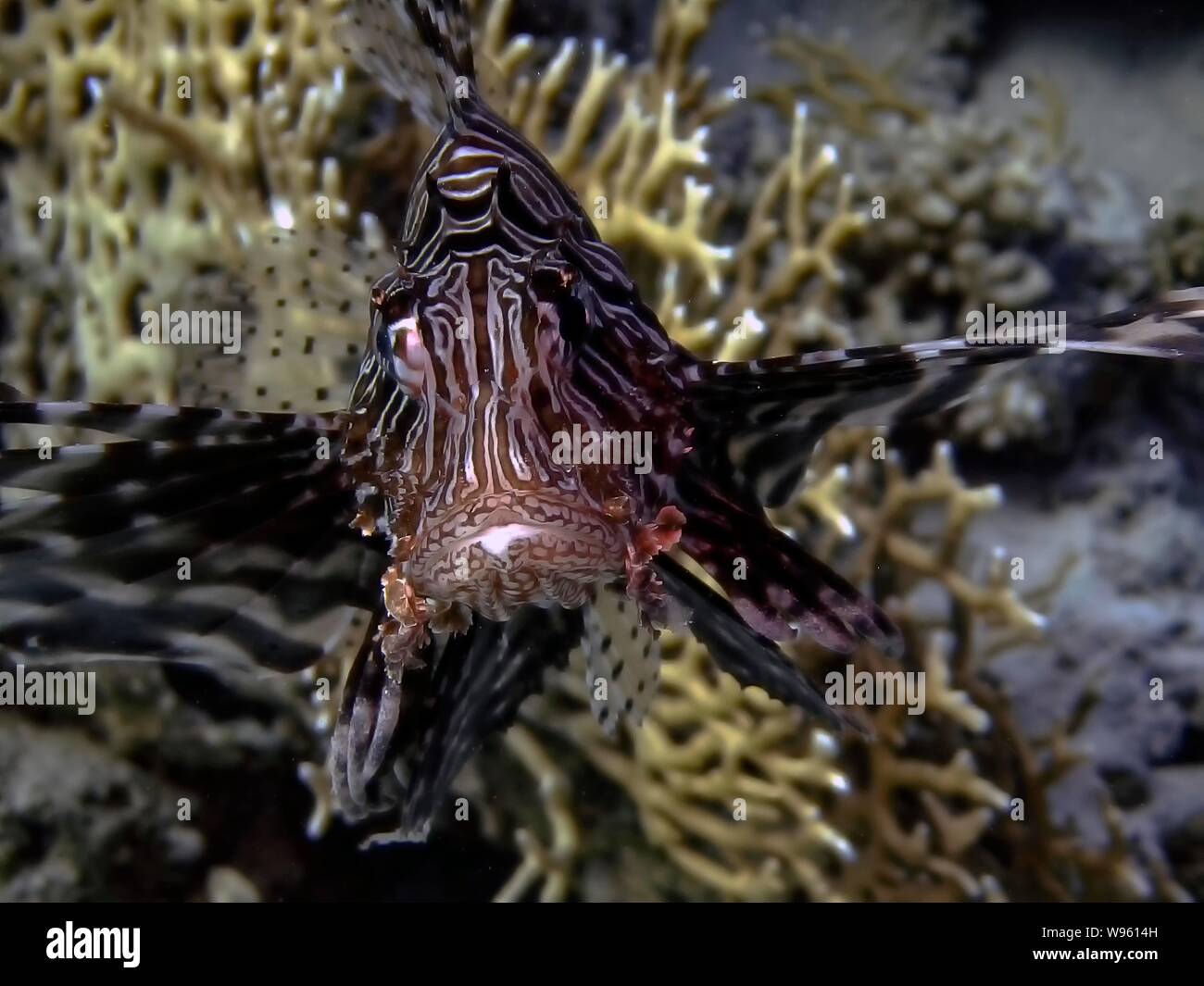 Common Lionfish (Pterois volitans) in the Red Sea Stock Photo - Alamy