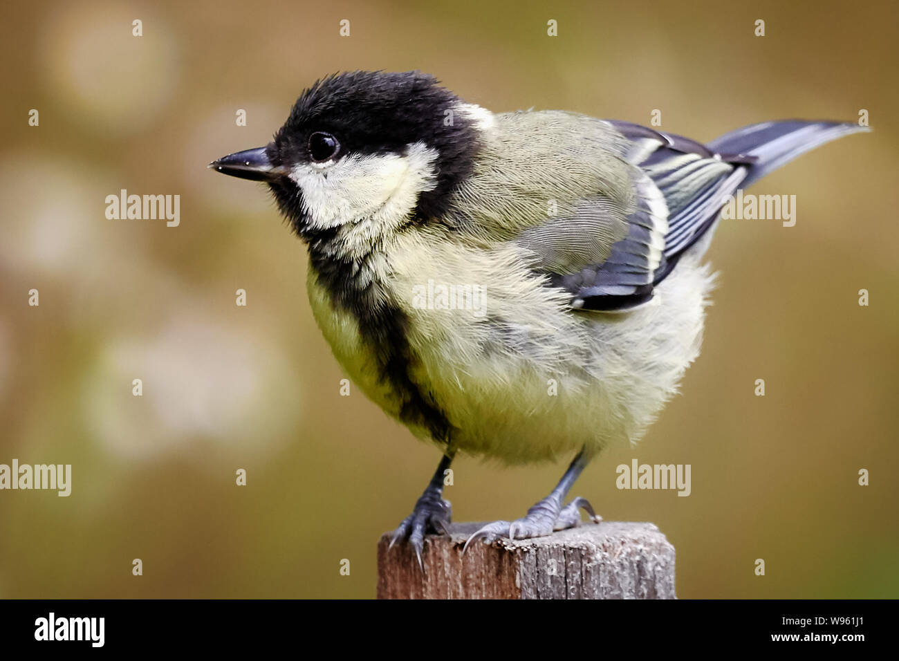 One great tit bird isolated on a tree branch and nature background ...