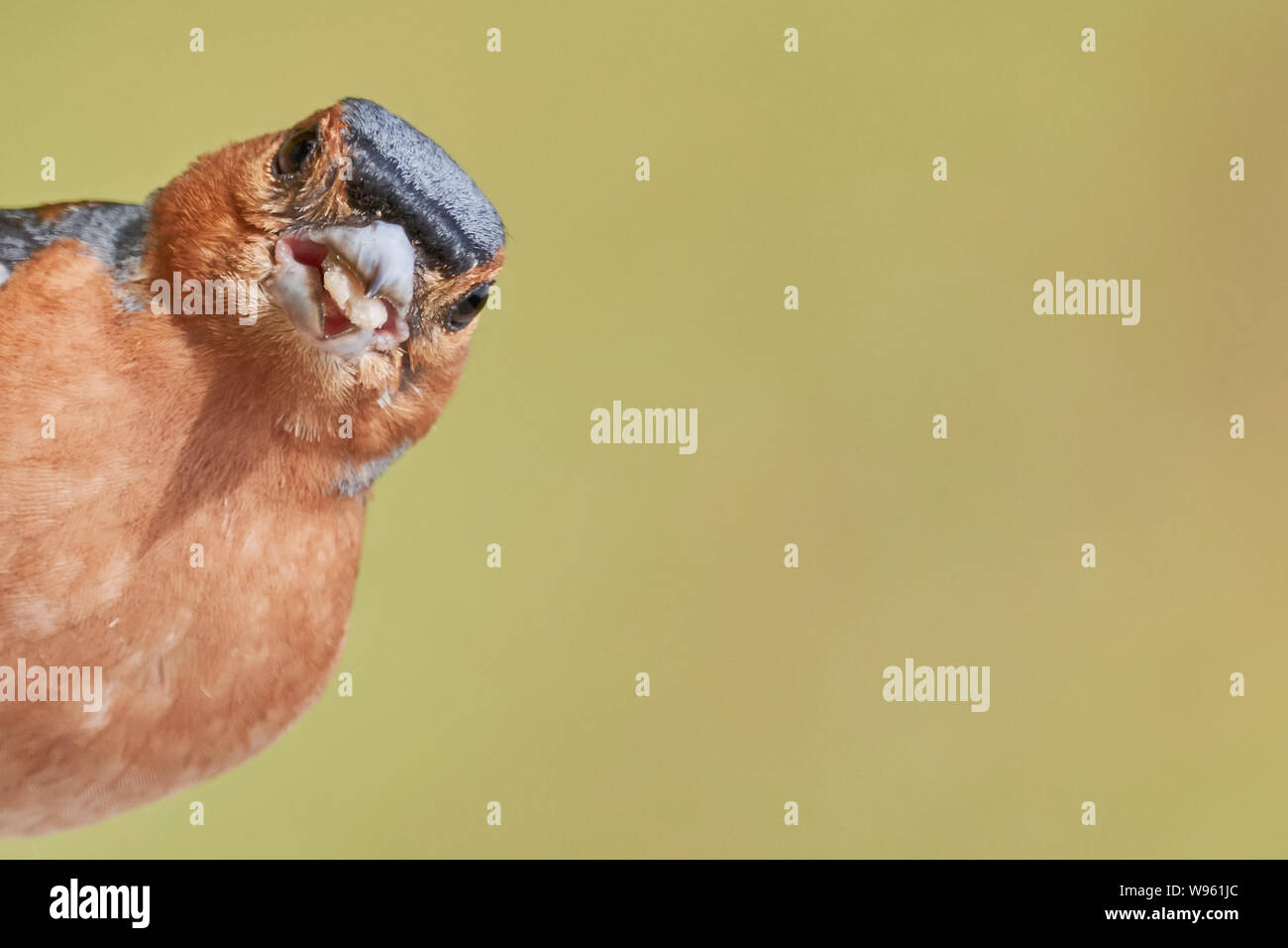 Funny looking bird hi-res stock photography and images - Alamy
