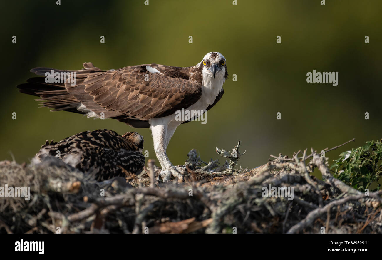 Osprey feeding babies Stock Photo - Alamy