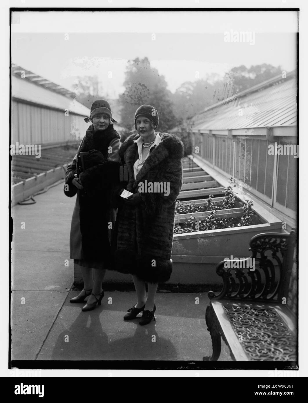 Alice Roebling, Mrs. Robt. Roebling, Chrysanthemum Show, 11/3/26 Stock ...