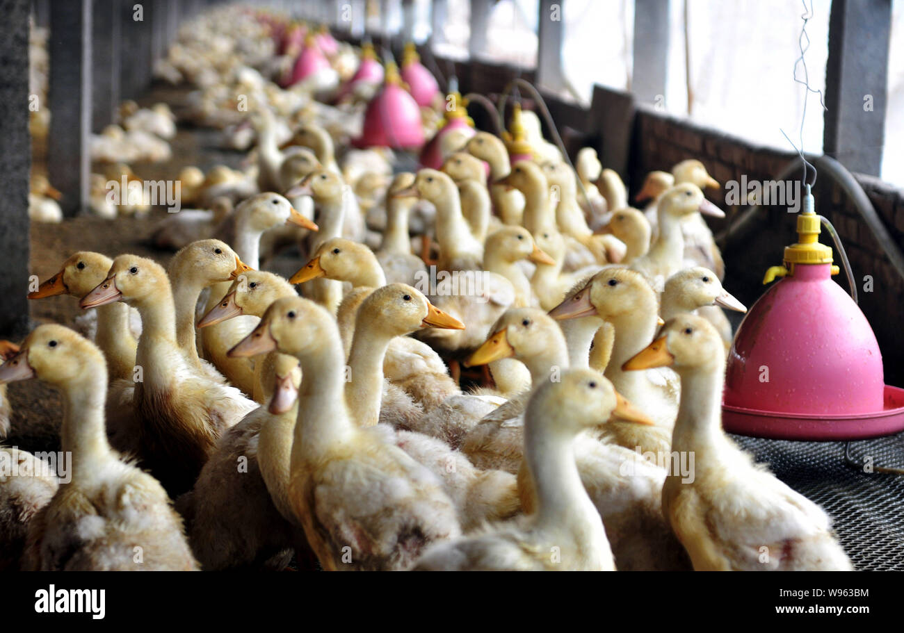 Duck farm foie gras hi-res stock photography and images - Alamy